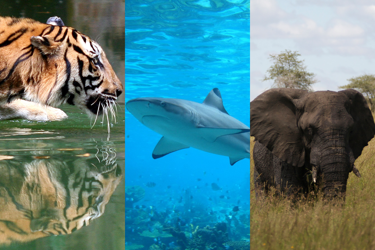 The Planet Is Facing Its 6th Mass Extinction, Scientists Say