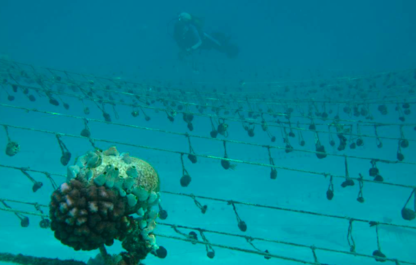 These Amazing Women Sea Farmers Grow Sustainable Sponges Despite ...