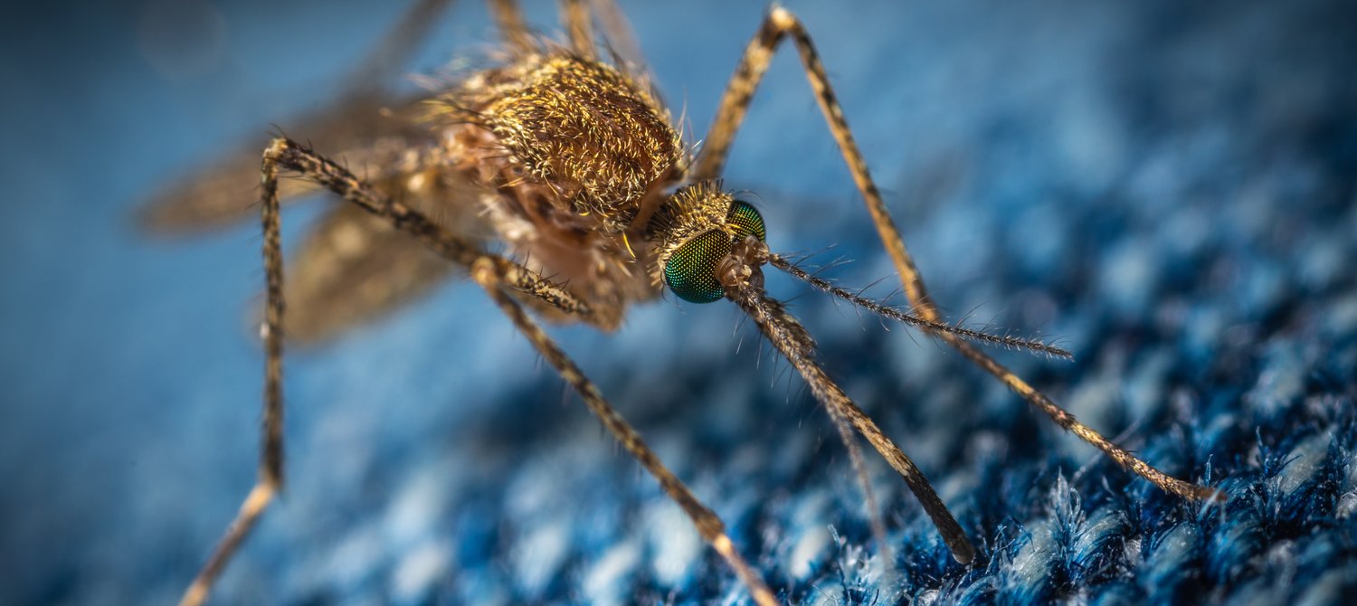 Scientists Just Discovered How to Kill Malaria Mosquitoes With Spider Venom