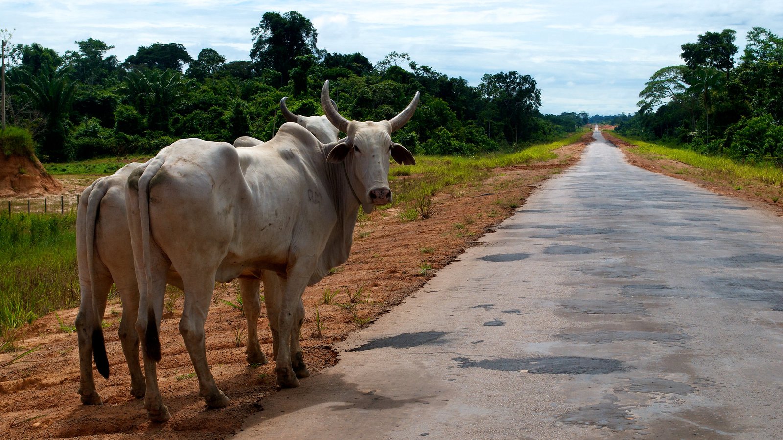 'Slave-Like Conditions' Found on Brazilian Beef Farms Supplying World's ...