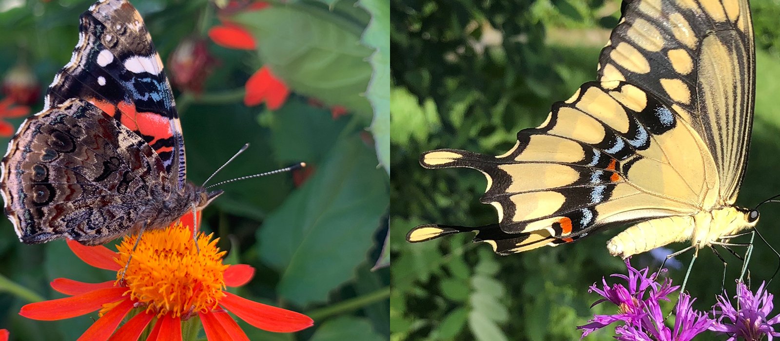 This High School Student Has Been Saving Butterflies Since He Was 5