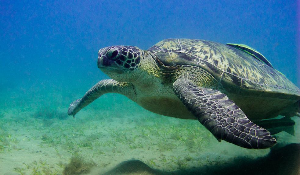 6 Common Products That Harm Animals