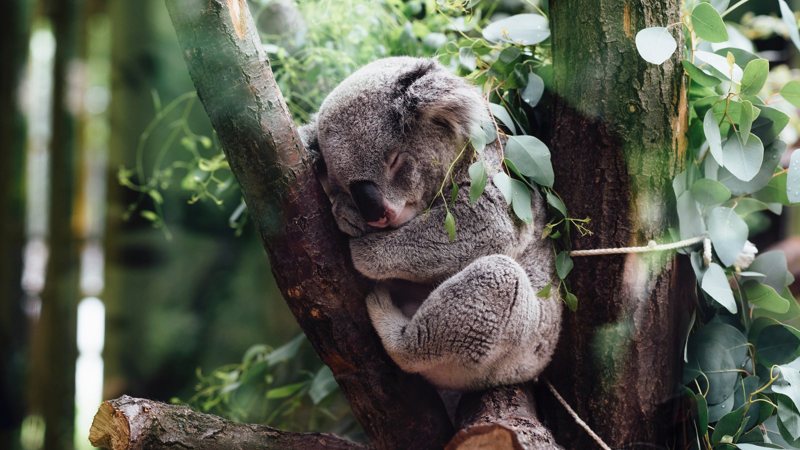Koalas Should Be Considered Endangered: Report