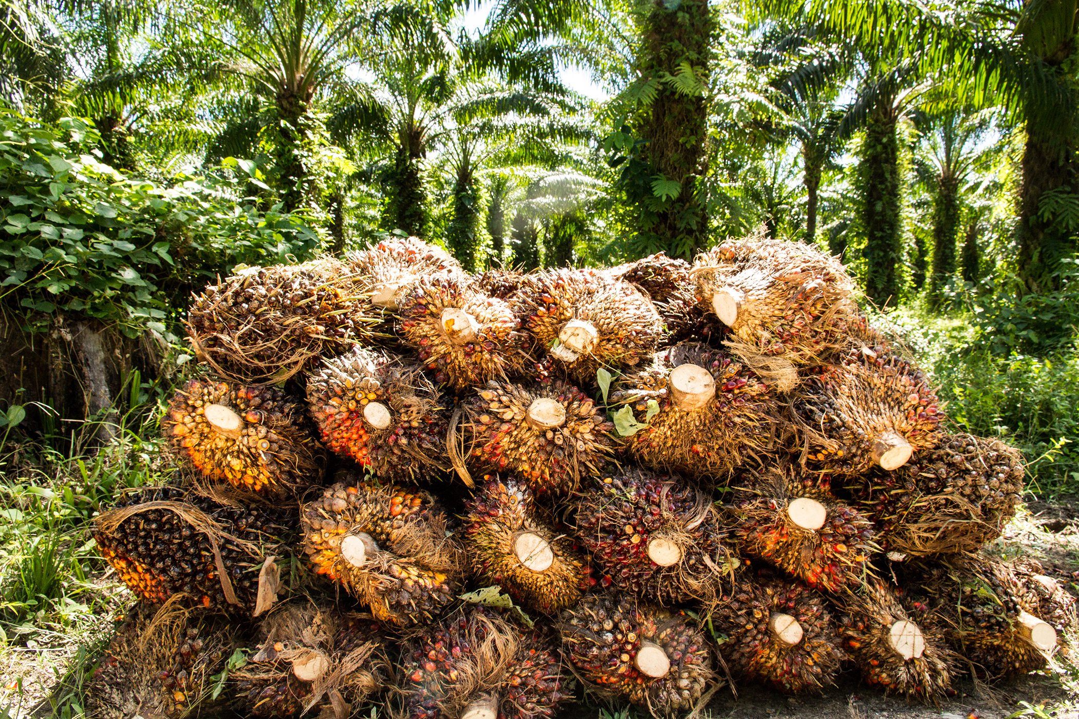 How to Make Sure the Palm Oil in the Products You Buy Is Ethical and ...