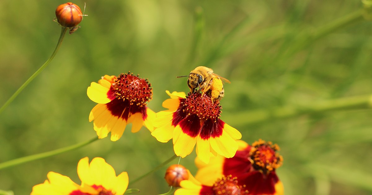 How Bee-Friendly Farming Could Save Food Systems — and the Planet