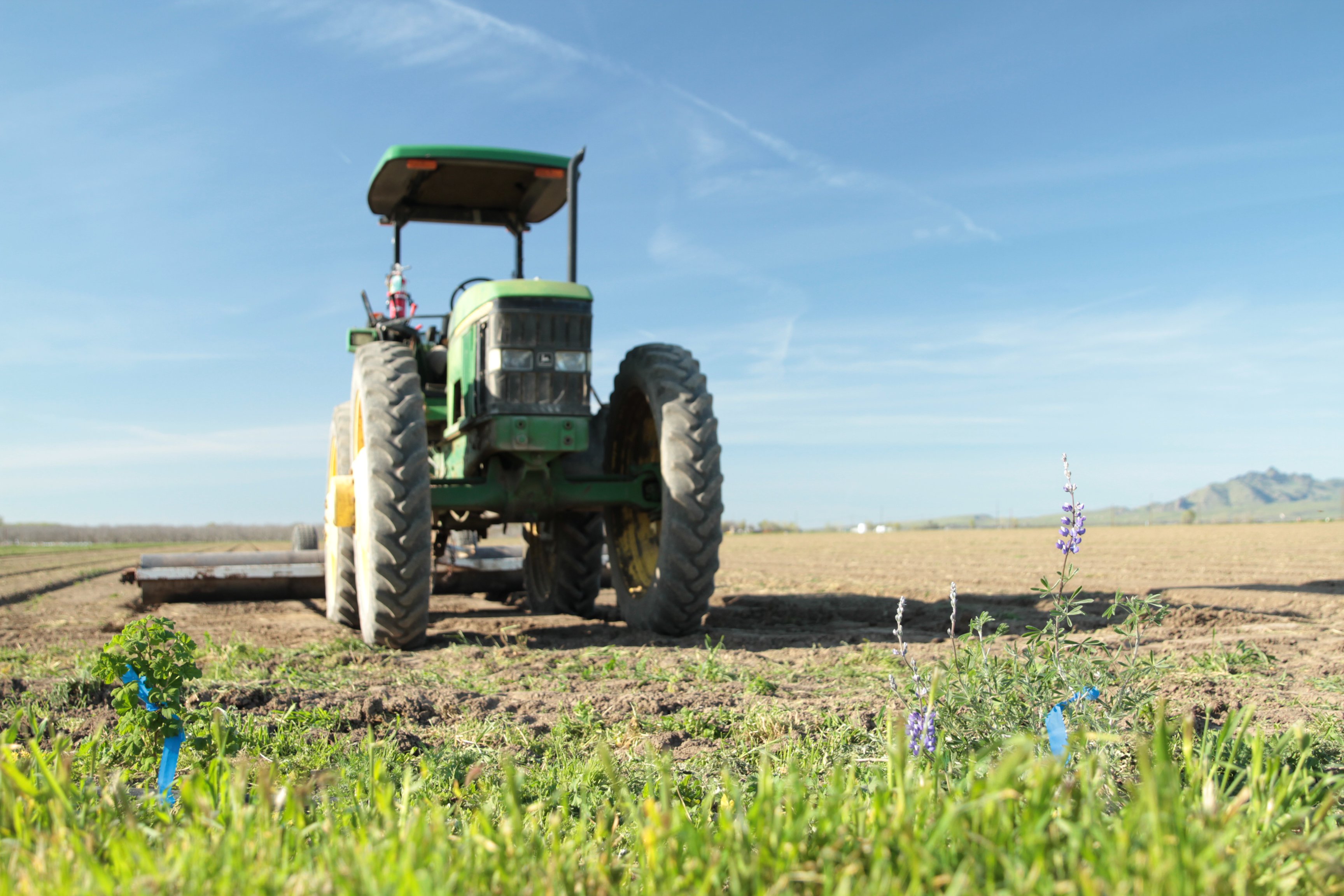 How Bee-Friendly Farming Could Save Food Systems — and the Planet