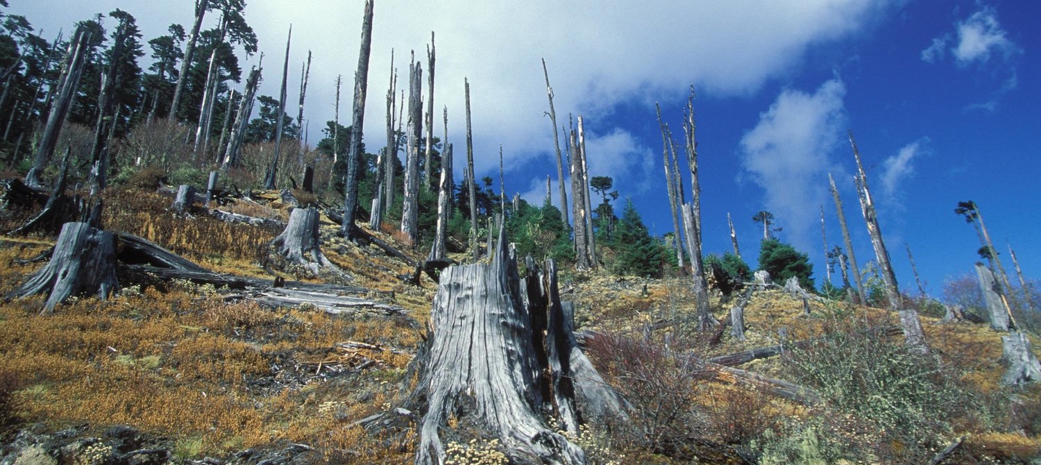 Growing Deforestation in Asia Linked to Spread of Infectious Diseases