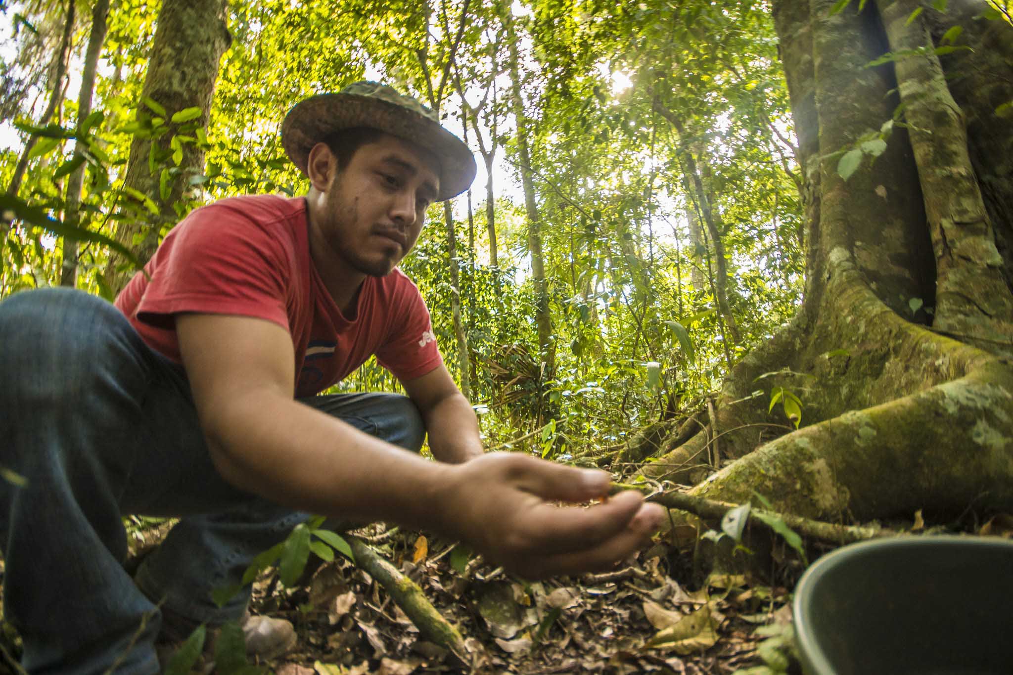 How a Rainforest Superfood is Helping Support Forest Communities