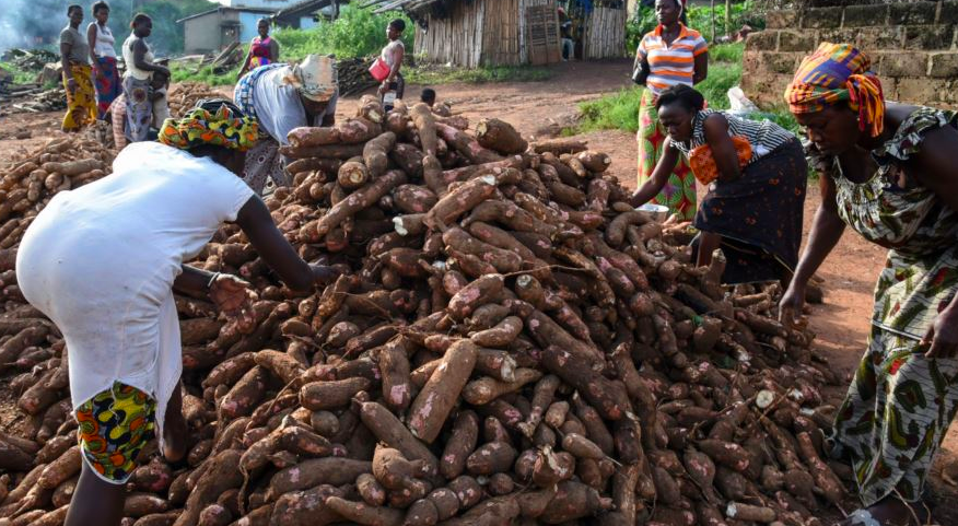 West African States Unite to Fight the 'Ebola' of Root Crops
