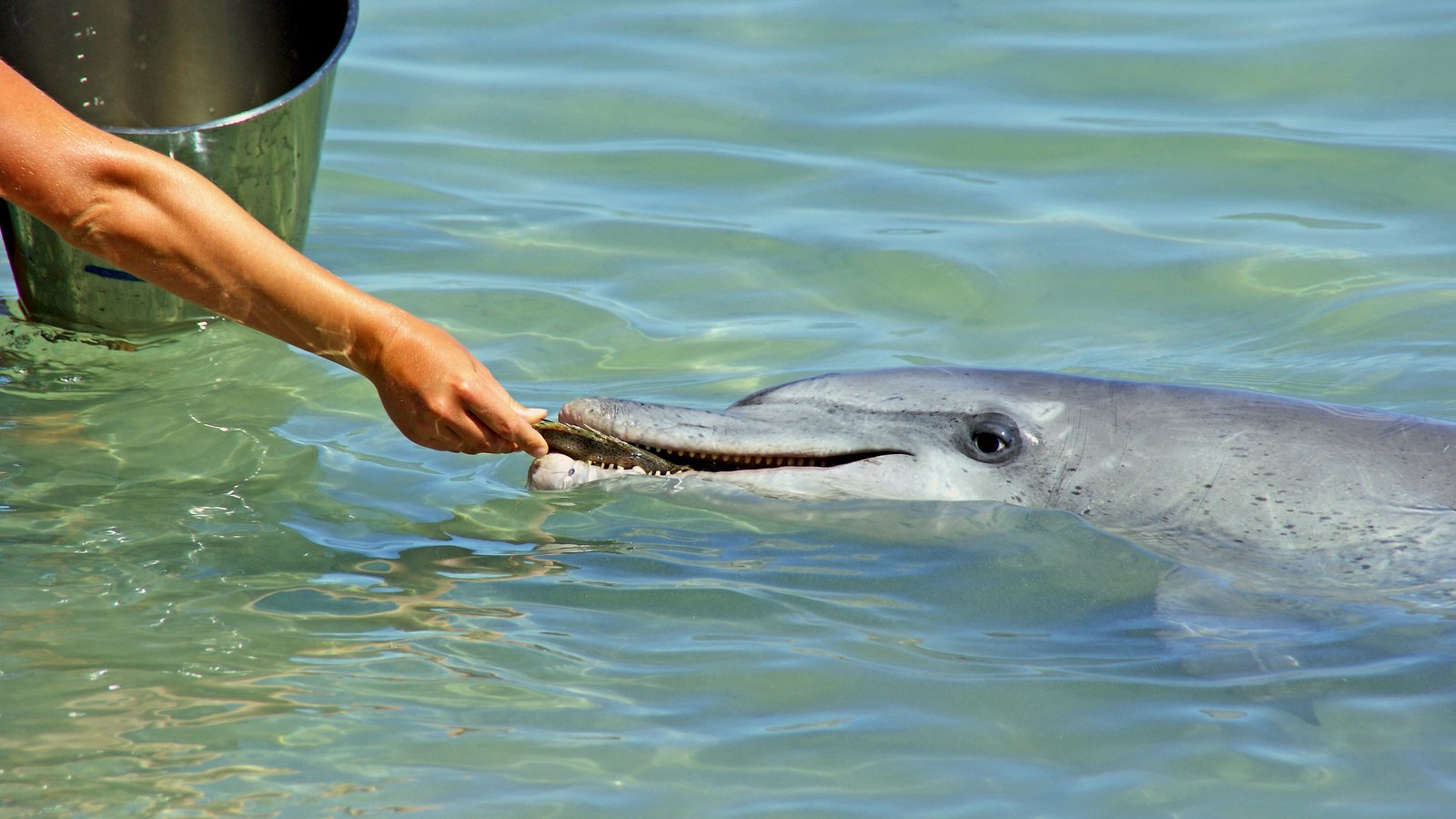 6 Common Products That Harm Animals