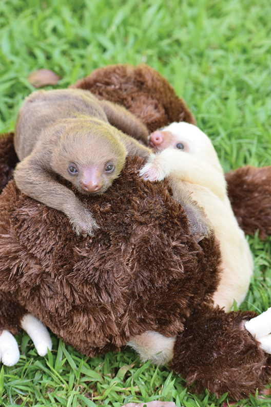 9 Wonderful Animal Sanctuaries to Visit Around the World