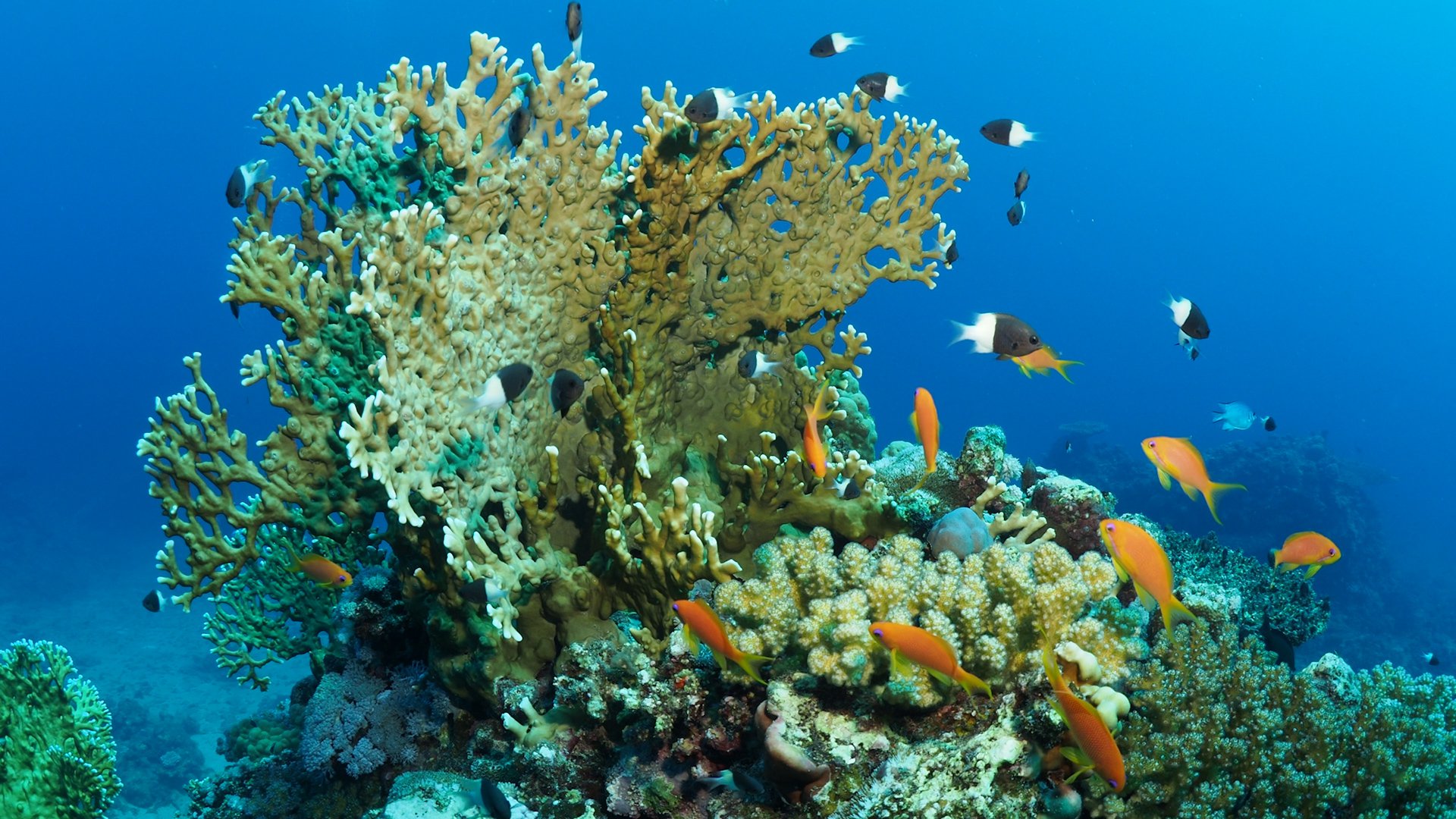 A Fascinating Discovery About Bacteria Could Actually Protect Coral ...