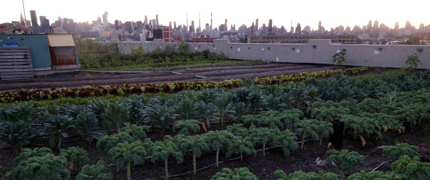 Seeds in the city, the pros and cons of urban farming