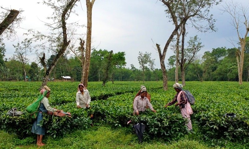 Tea Plantation Farming