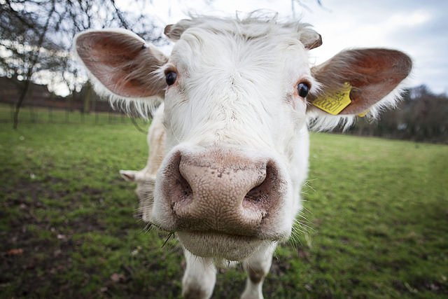 “Cowspiracy” Documentary Might Inspire You To Go Vegan
