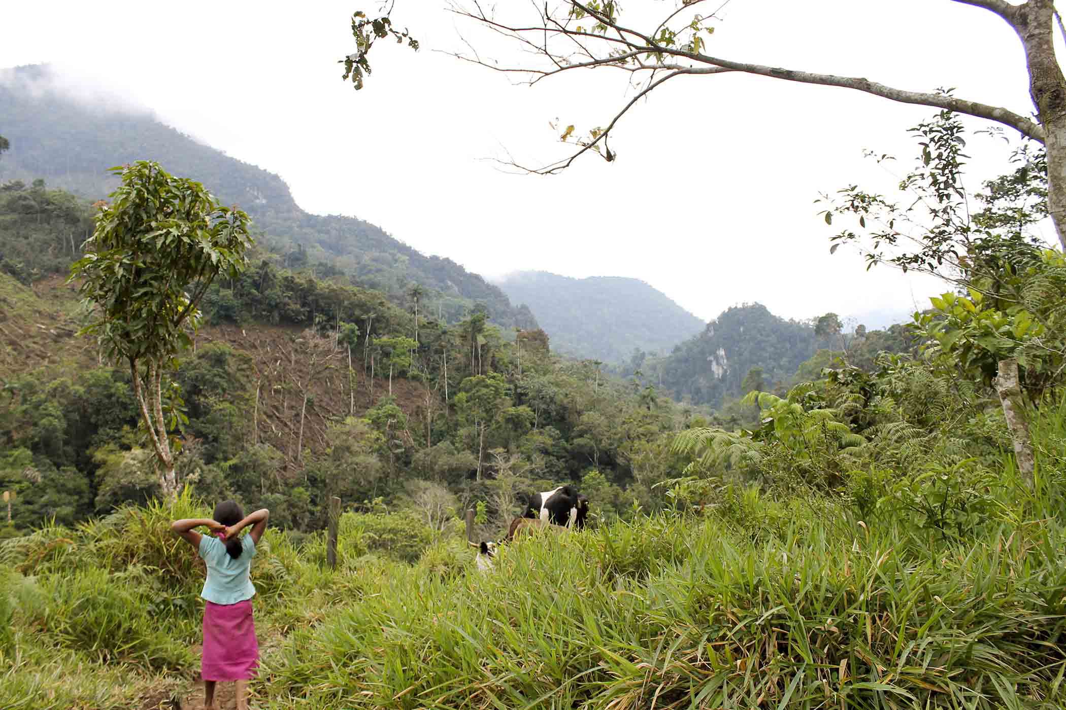 These Communities Are Fighting Poverty and Protecting Forests Amid COVID-19