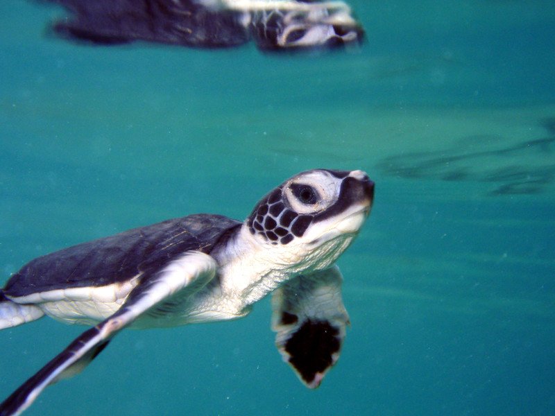 Report: ESA Regulations Helping Sea Turtle Populations Thrive