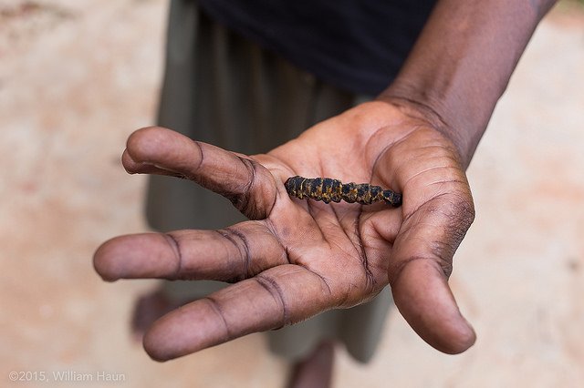 This Furry, Protein-Rich Insect Might Be the Key to Solving Hunger in ...