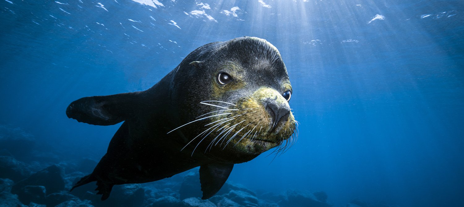 9 Winning World Oceans Day Photos That Show the Surreal Beauty of ...