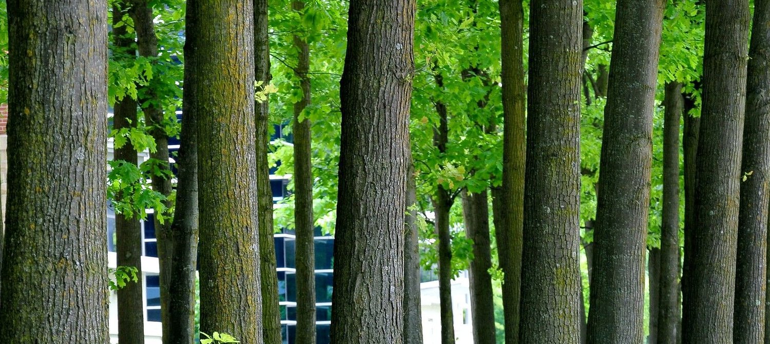 Planting Trees Could Be the Best Way to Fight Climate Change ...