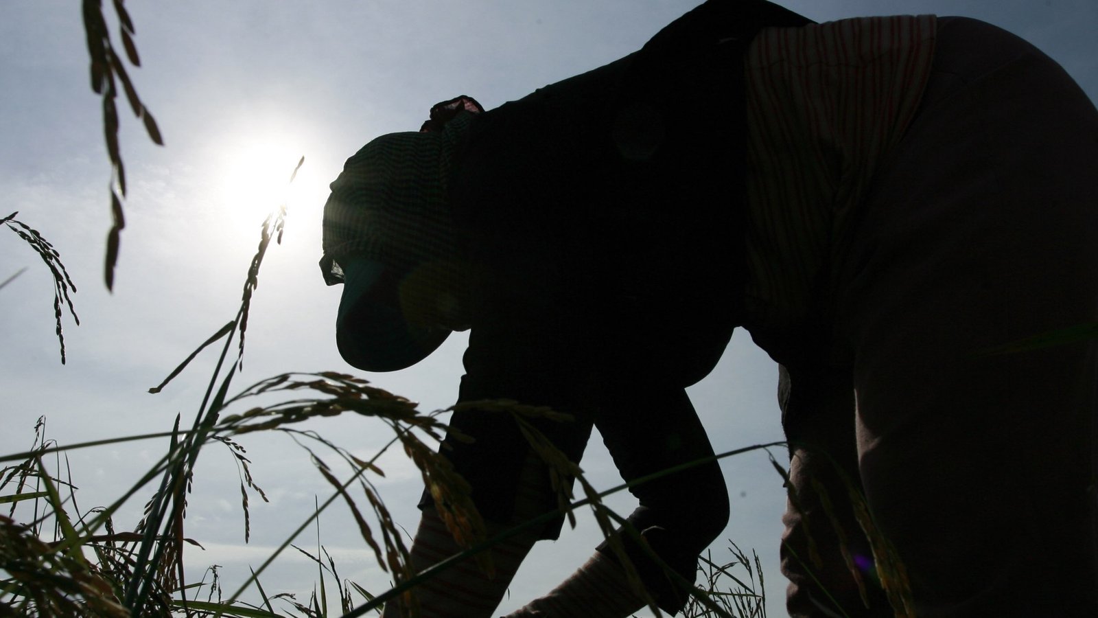 'Food Shocks' Have Become More Common Over Last 50 Years, Report Says