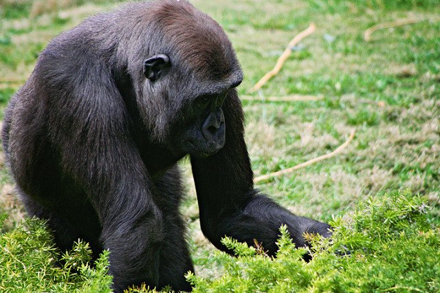 The Top Five Animals That Poachers Are Hunting Into Extinction