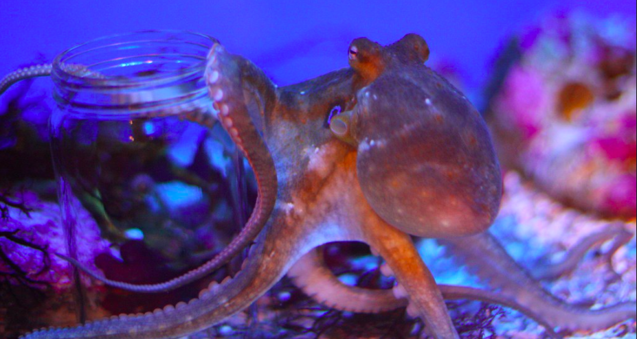 Climate Change Could Cause Sea Creatures to Go Blind