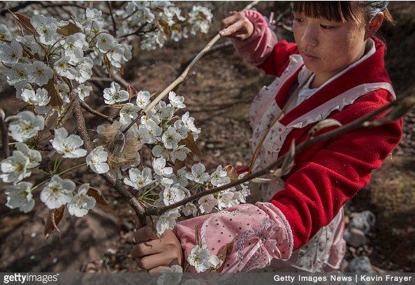 Shrinking Bee Populations Are Being Replaced by Human Pollinators