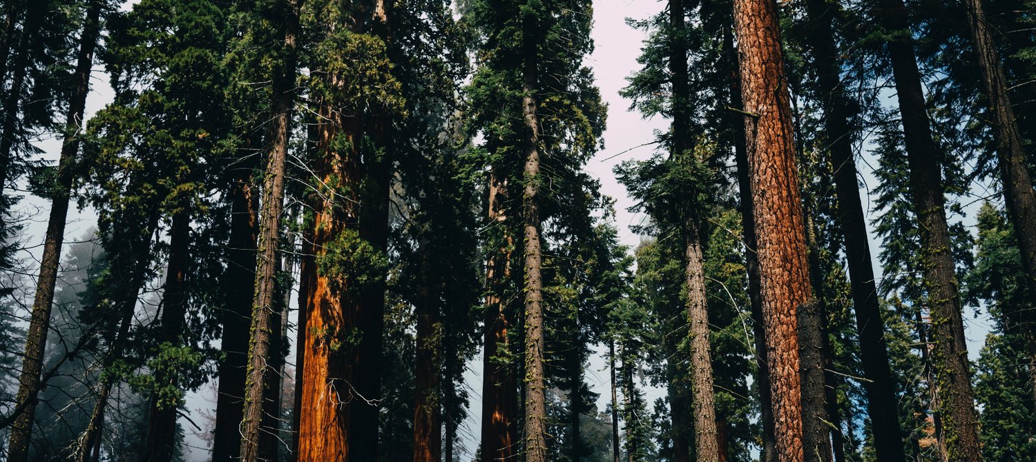 Cloning Coastal Redwood Forests Could Help Fight Climate Change ...