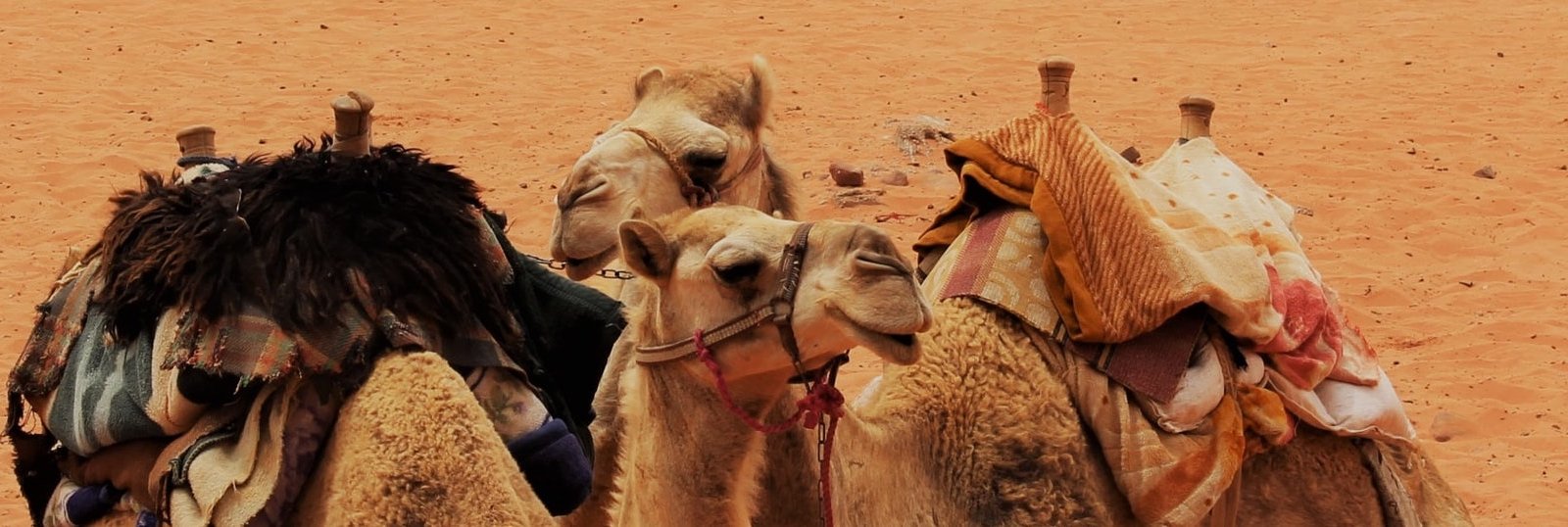 How a Camel Library in Ethiopia Is Helping Kids Forced Out of School By ...