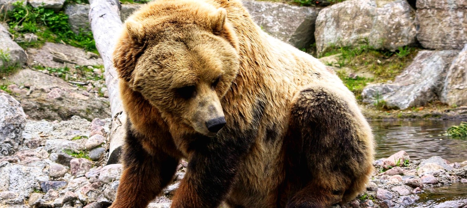 Bears and Wolves to Live Together Again in the UK for the First Time in ...