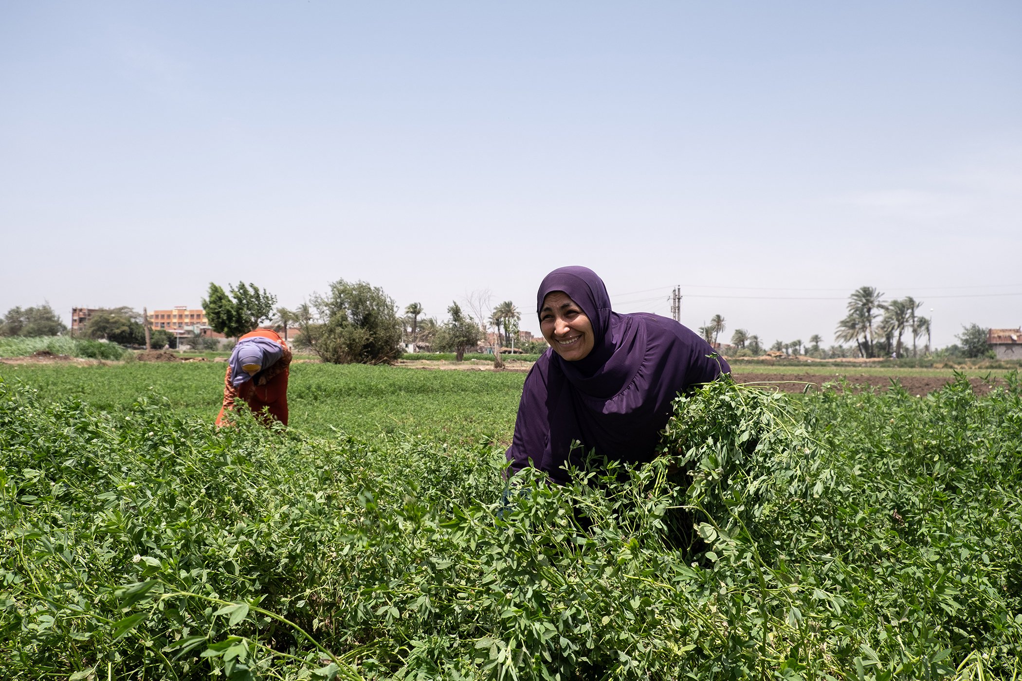 Farmers on the Front Lines: Smallholders in Egypt Confront Climate ...