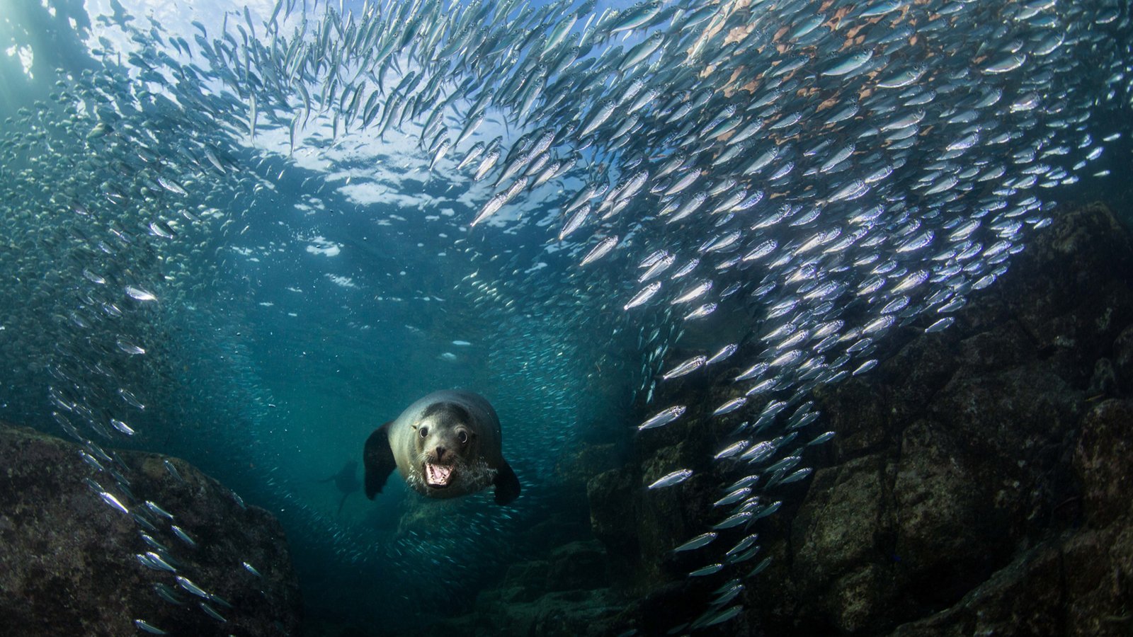 These Vibrant Photos Show the Ocean at Its Most Dynamic