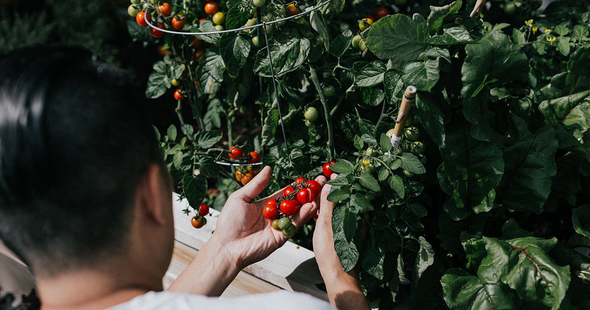 6 Ways You Can Support Local Food Systems