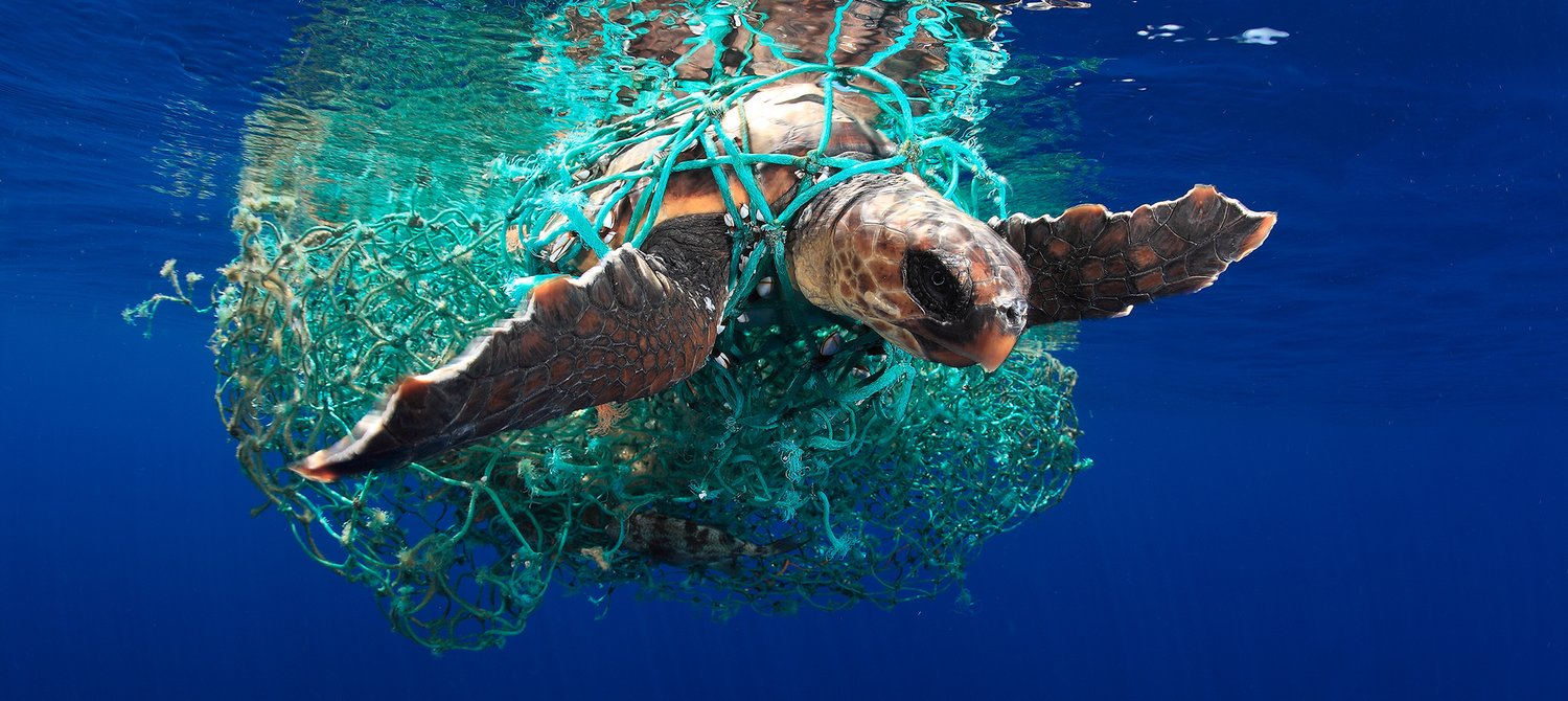 World Oceans Day: These Photos Show the Importance of Marine Conservation