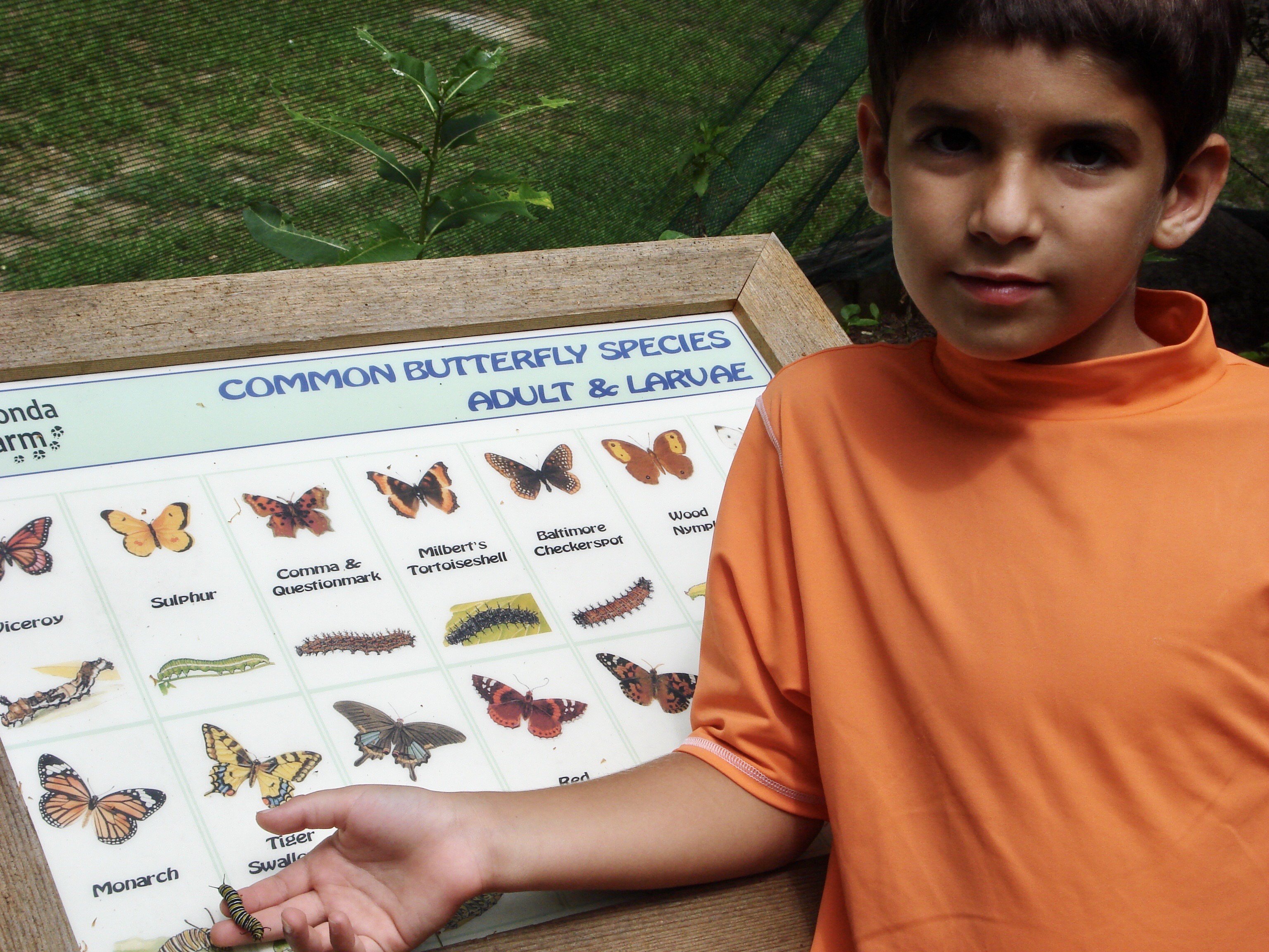 This High School Student Has Been Saving Butterflies Since He Was 5