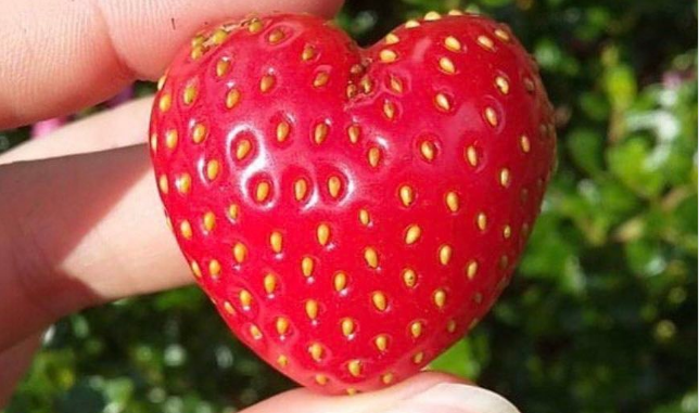 13 “Ugly” Fruits & Vegetables That Are Still Good To Eat