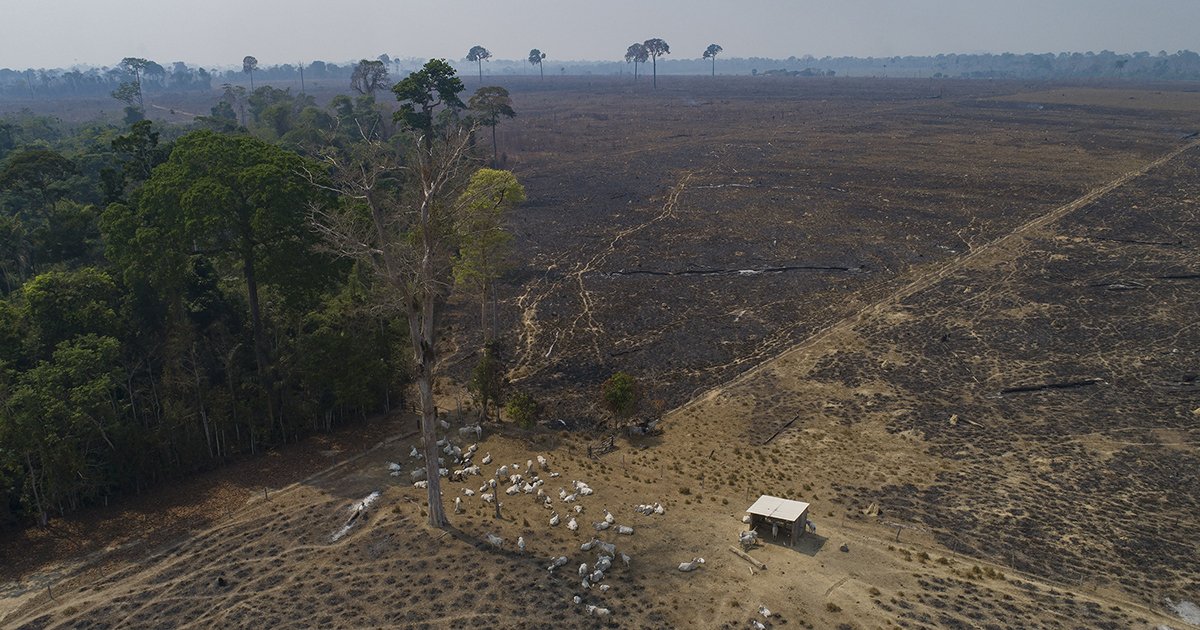 Deforestation Could Spike as Economies Recover From COVID-19: Experts