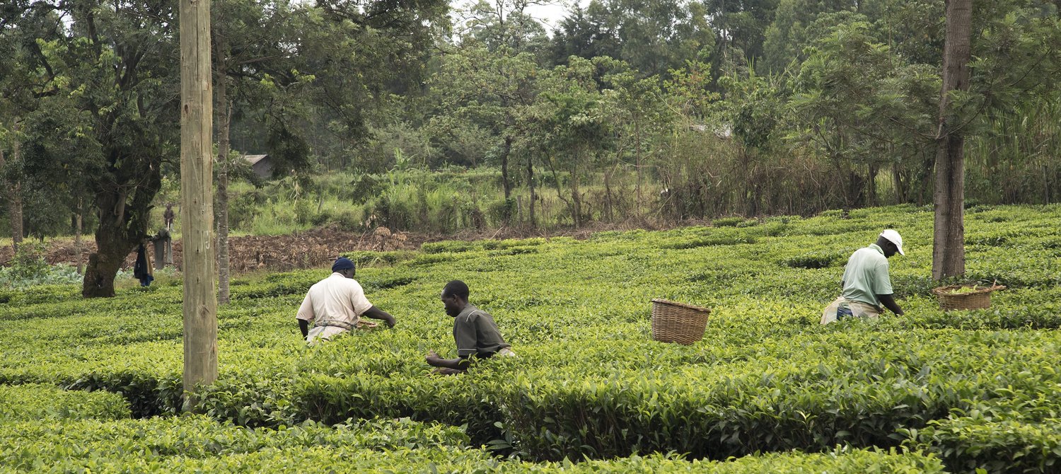 Kenyan Farmers Battle Fruit-Fly Menace as Climate Warms