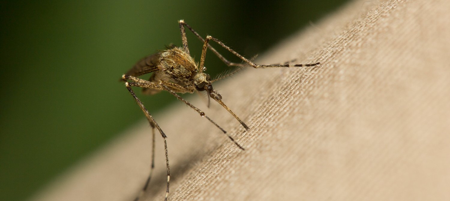 Drug-Resistant Malaria Is Now Spreading ‘Aggressively’ Throughout ...