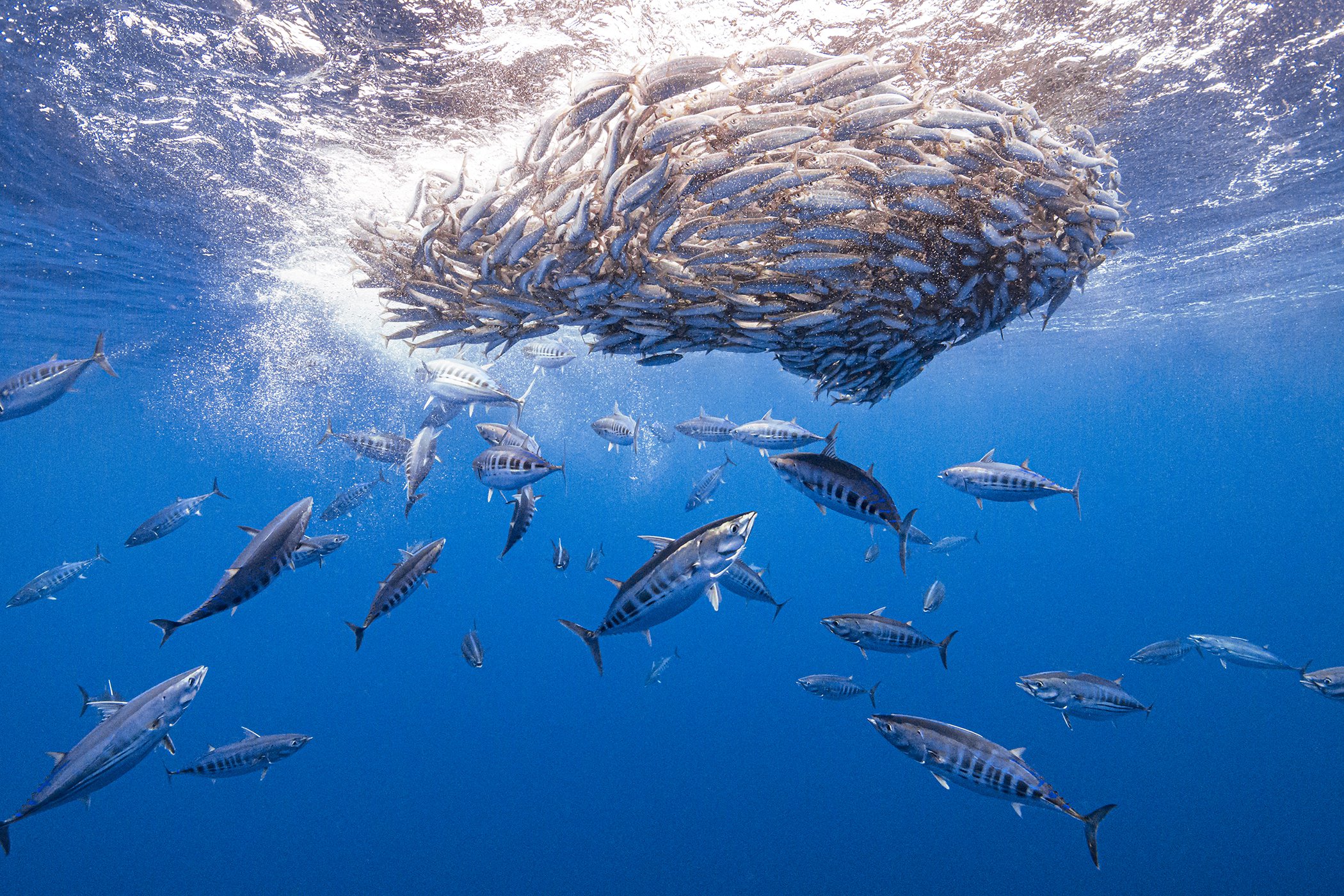 World Oceans Day: These Stunning Photos Show Marine Biodiversity at Its ...