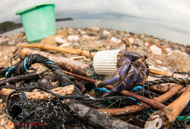 Photos Show Hermit Crabs Using Bottle Cap Trash As Shells