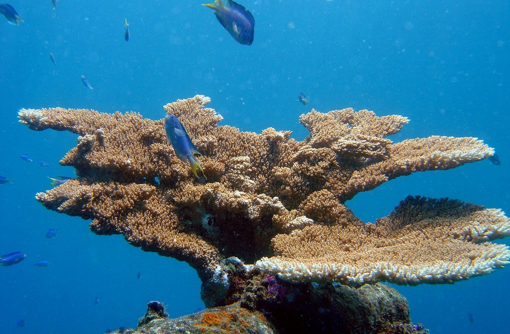 11 Billion Pieces Of Plastic Are Killing The Ocean’s Coral Reefs