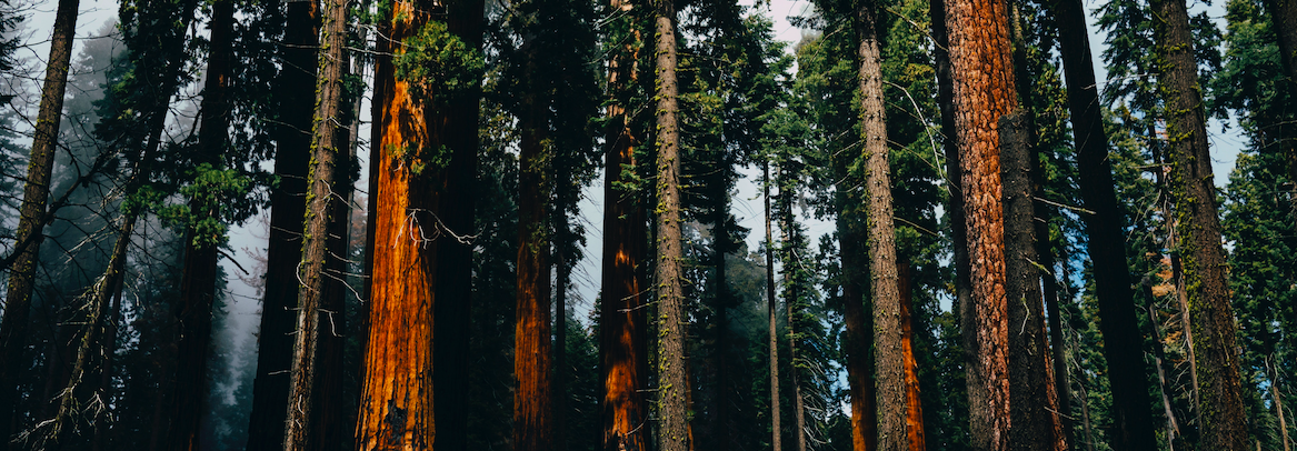 Cloning Coastal Redwood Forests Could Help Fight Climate Change ...