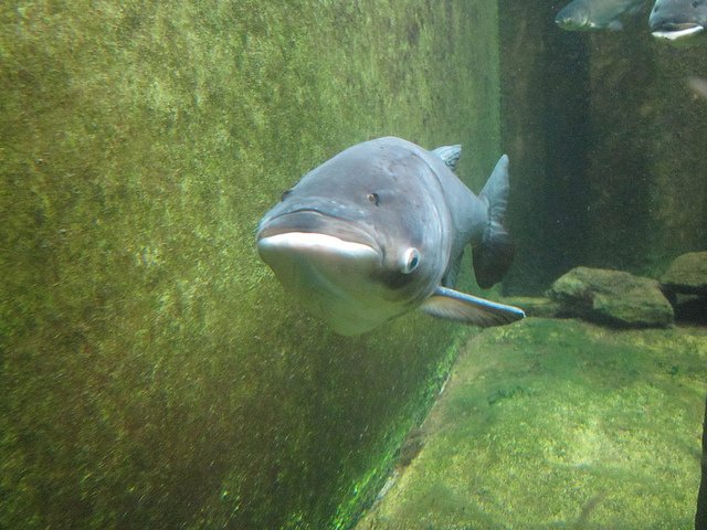 8 Fish You've Probably Never Heard of But Have Possibly Eaten