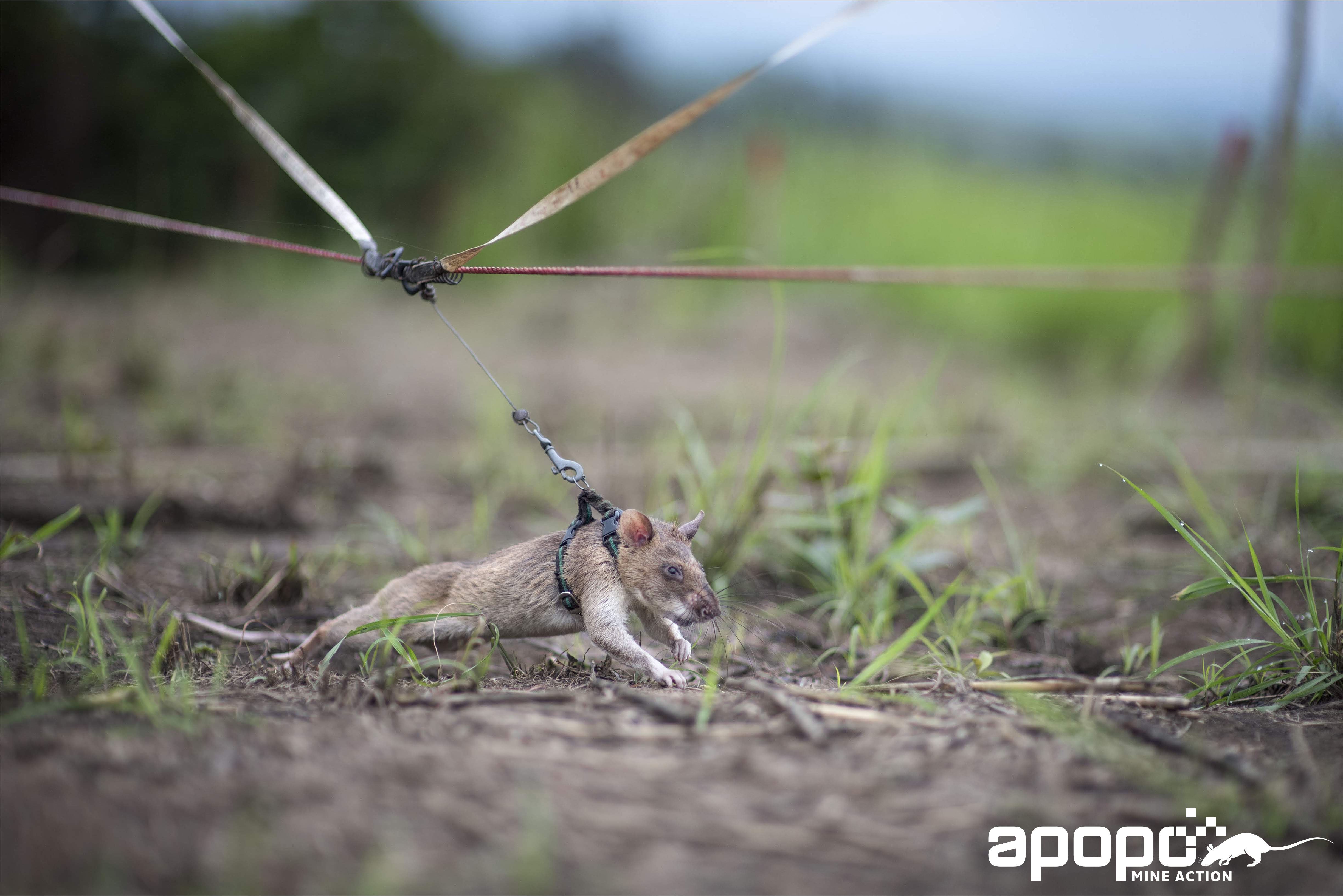 ‘Hero Rat’ Magawa, Whose Legacy of Detecting Landmines Saved Lives, Has ...