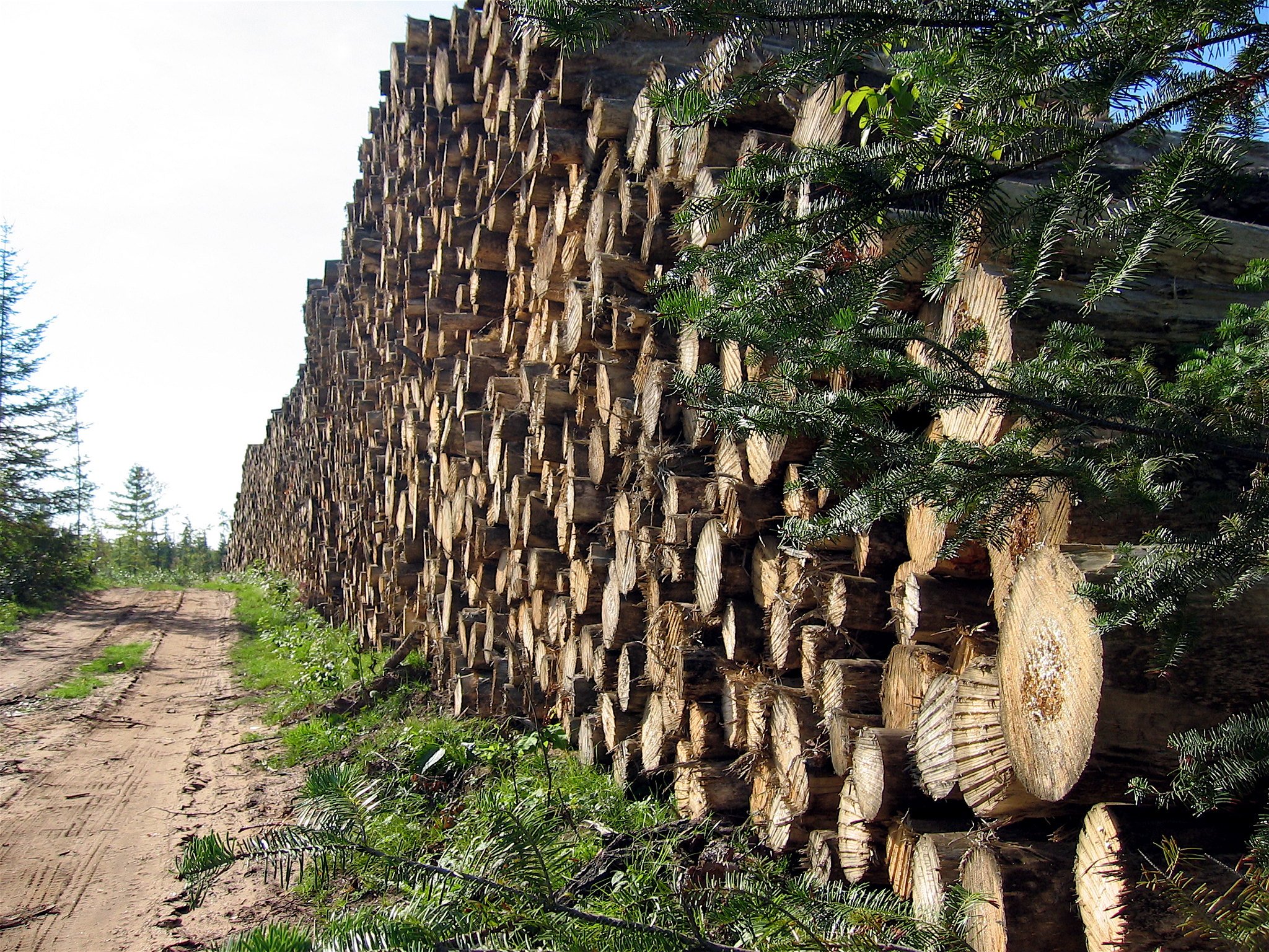 Myanmar's Forests Are at Risk After Military Coup and Economic Sanctions