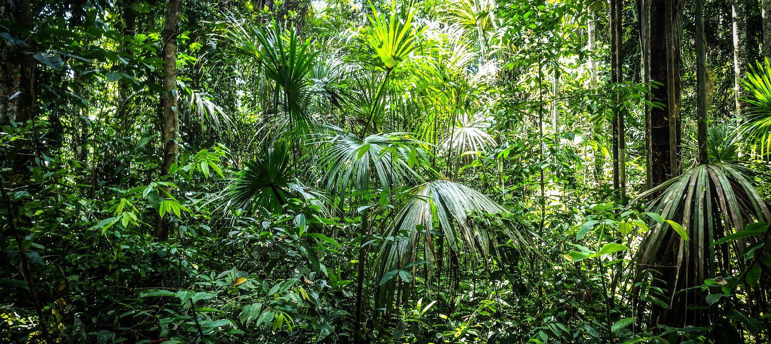 Indigenous Communities and Green Groups Unite to Protect Forests in ...