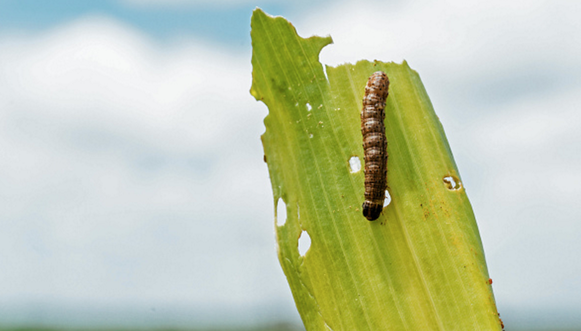 This Tiny Worm Is Completely Destroying Fields of Crops in Angola
