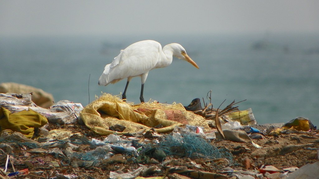 7 Groundbreaking Government Initiatives to Reduce Plastic Waste